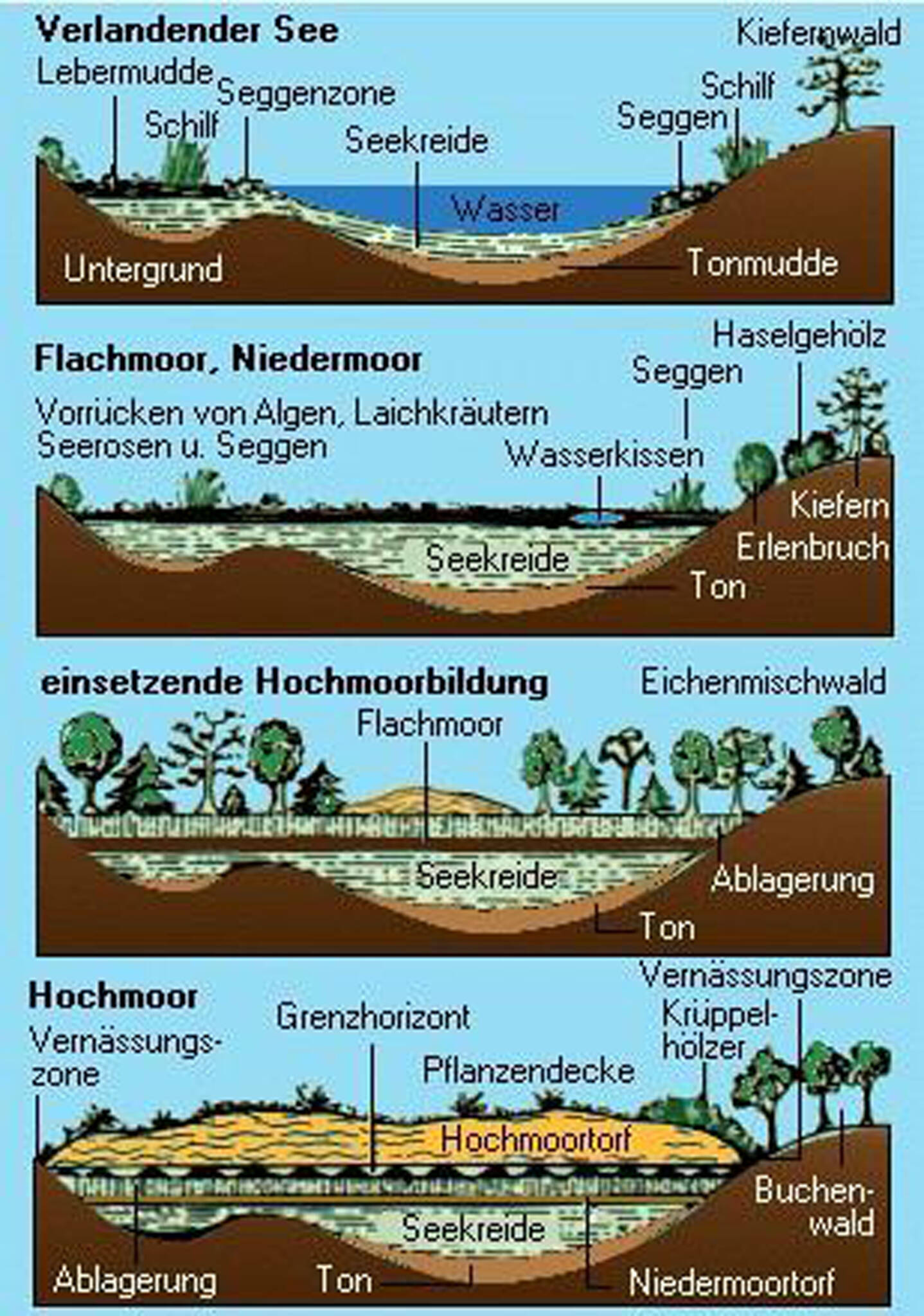 Feuchtgebiete – Moore unsere stillen Klimahelden - WURSTEND